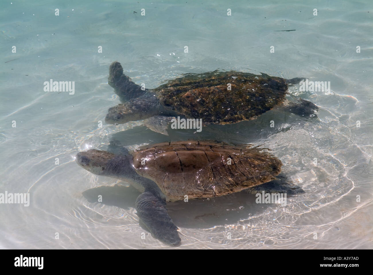 Two large turtles swimming in tropical waters Xcaret Park Riviera Maya ...