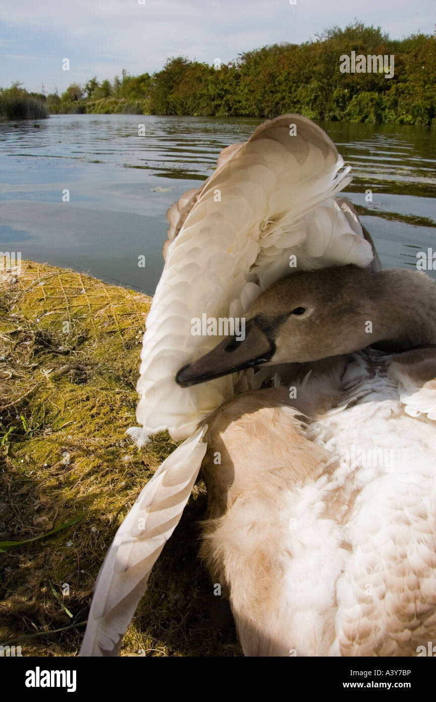 Swan Gosling Preening on Banks of River Thames Stock Photo - Alamy