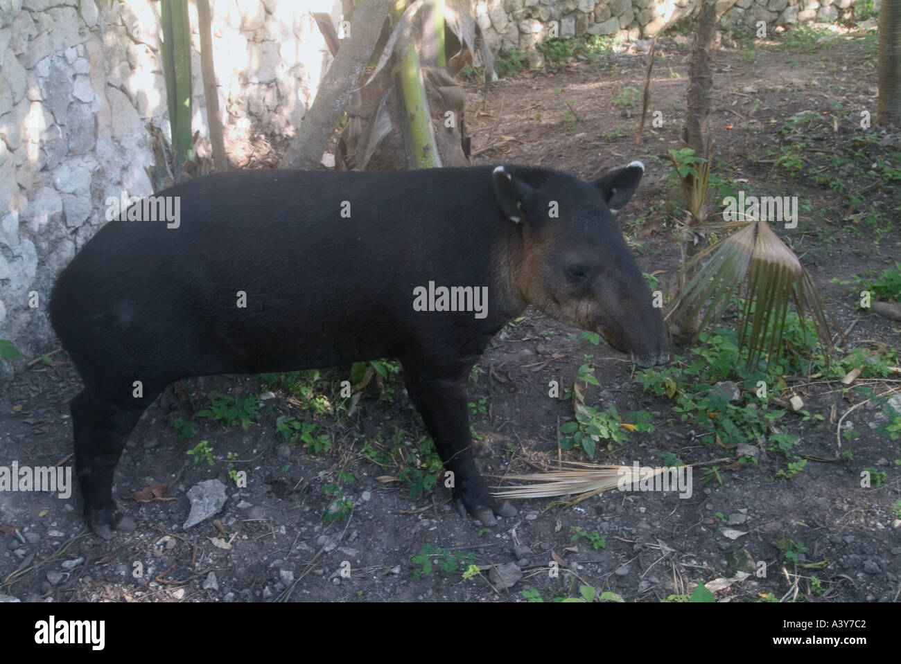 Wild boar hog standing in forest surroundings Xcaret Park Riviera Maya ...