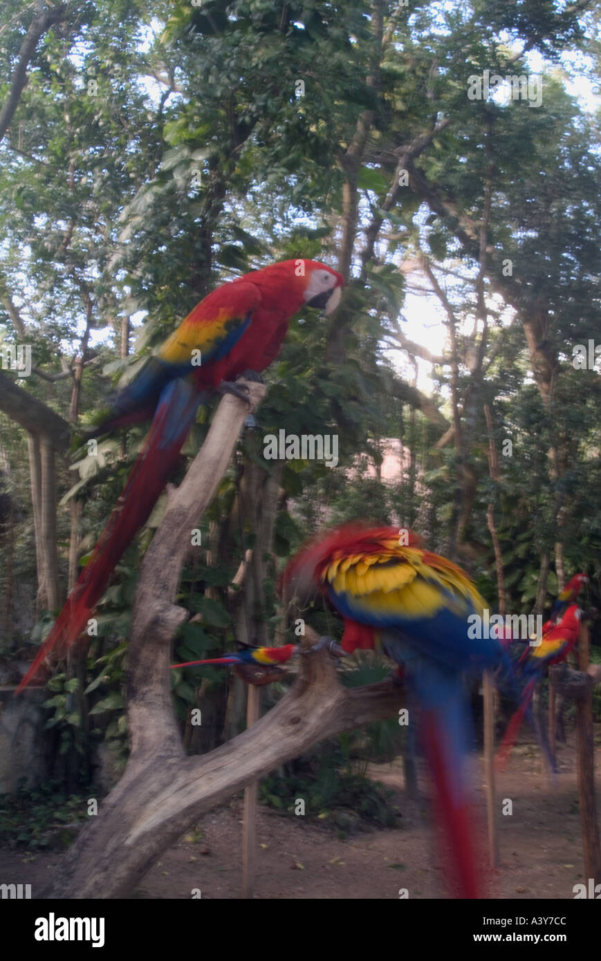 Colourful parrots sitting together in tropical forest Xcaret Park ...