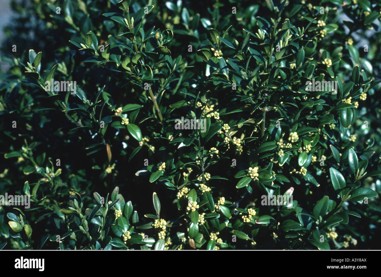 common box, boxwood (Buxus sempervirens), blooming Stock Photo - Alamy