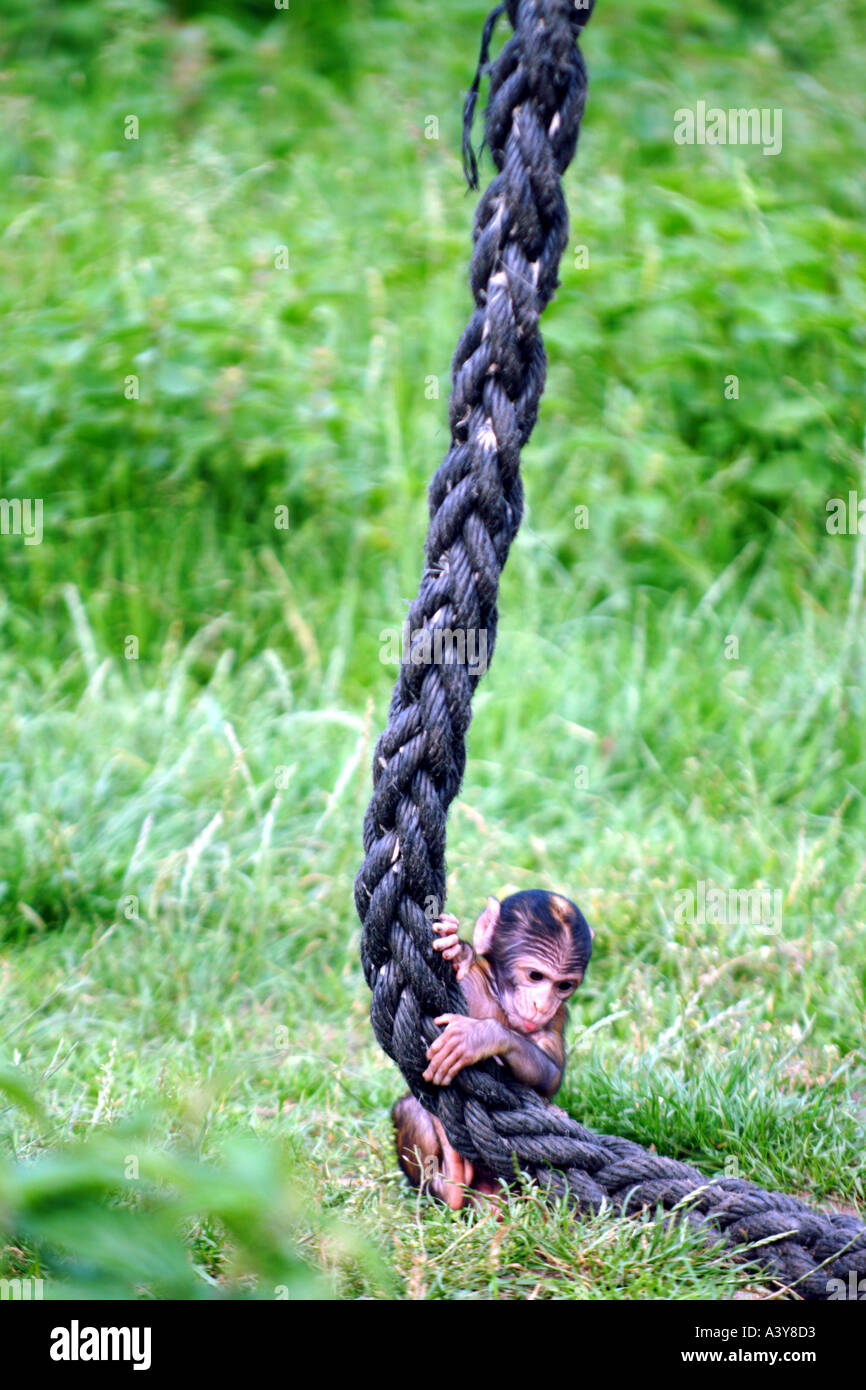 monkey baby rope Stock Photo - Alamy