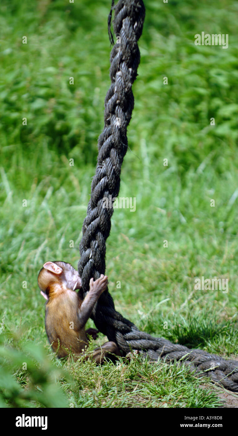 baby monkey rope Stock Photo - Alamy