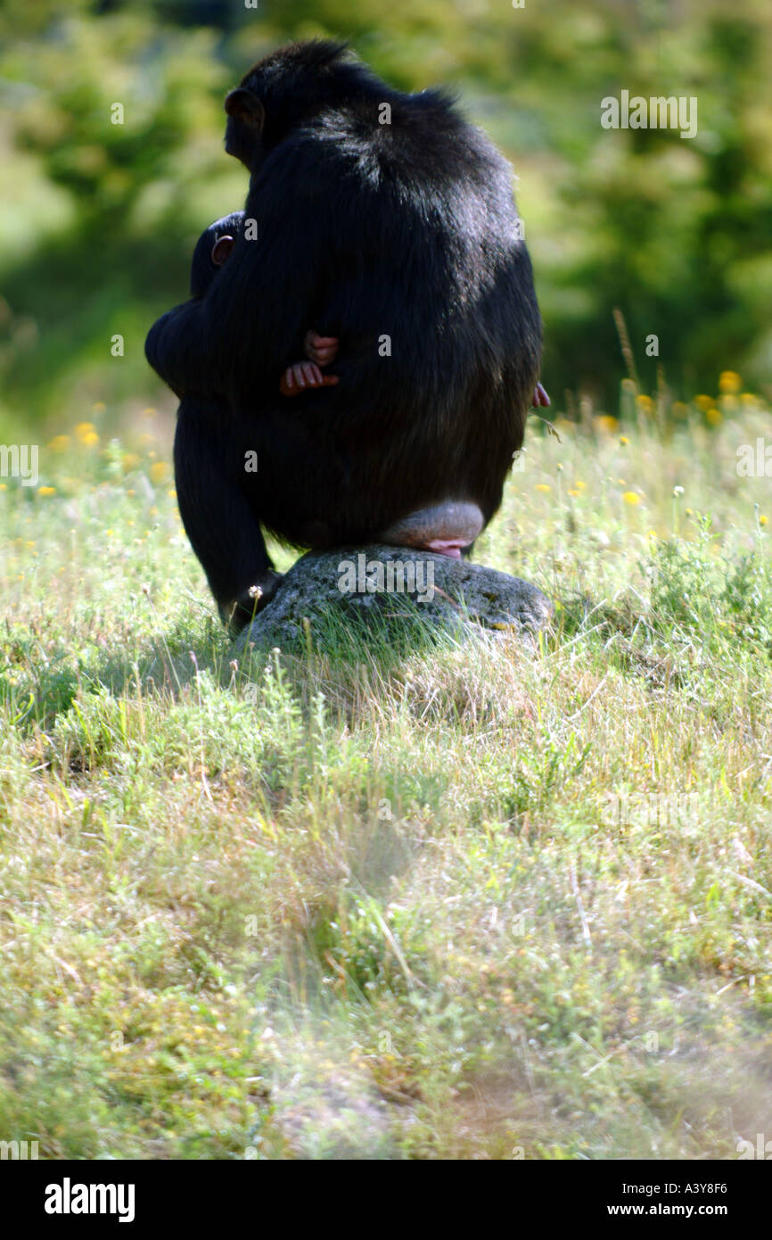 Seated chimpanzee hi-res stock photography and images - Alamy