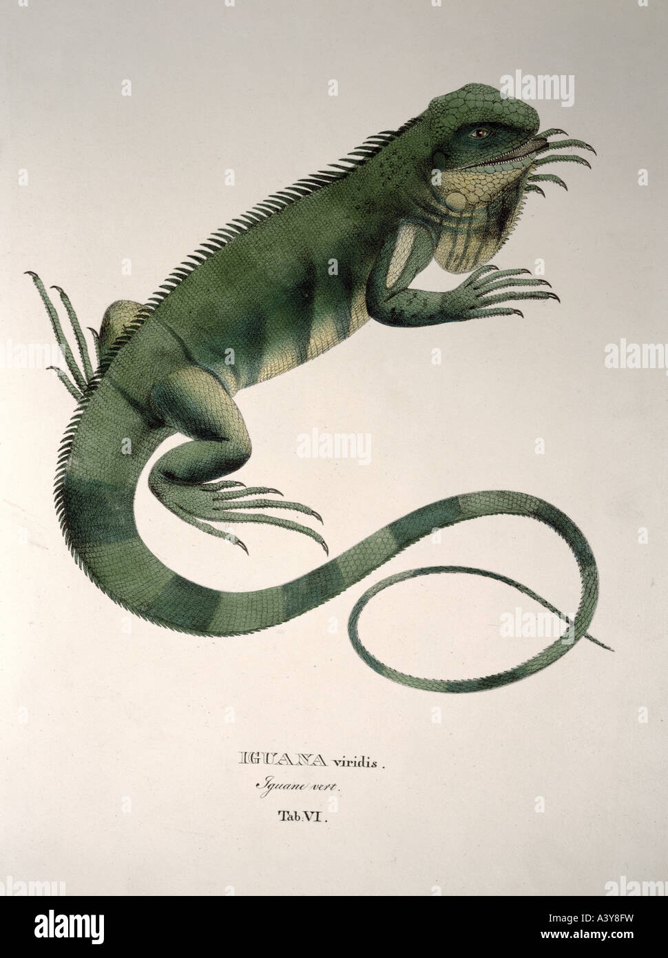 zoology / animal, reptiles, iguanidae, green iguana, (iguana iguana ...