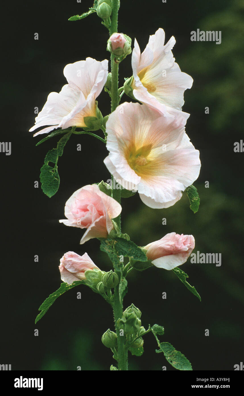 holly hock, hollyhock (Alcea rosea, Althaea rosea), inflorescence Stock Photo - Alamy