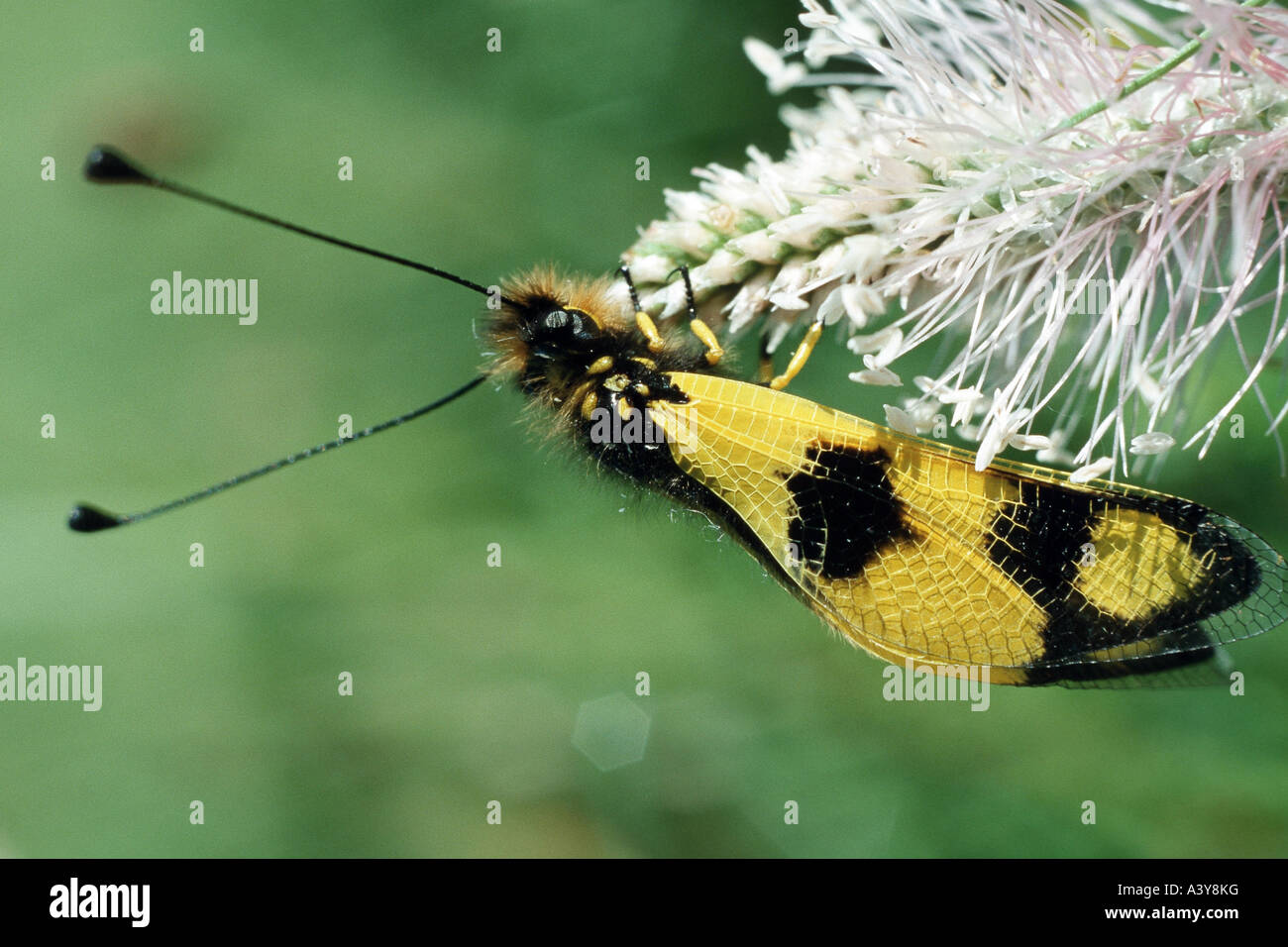 owlfly (Libelloides macaronius), on a inflorescence Stock Photo - Alamy