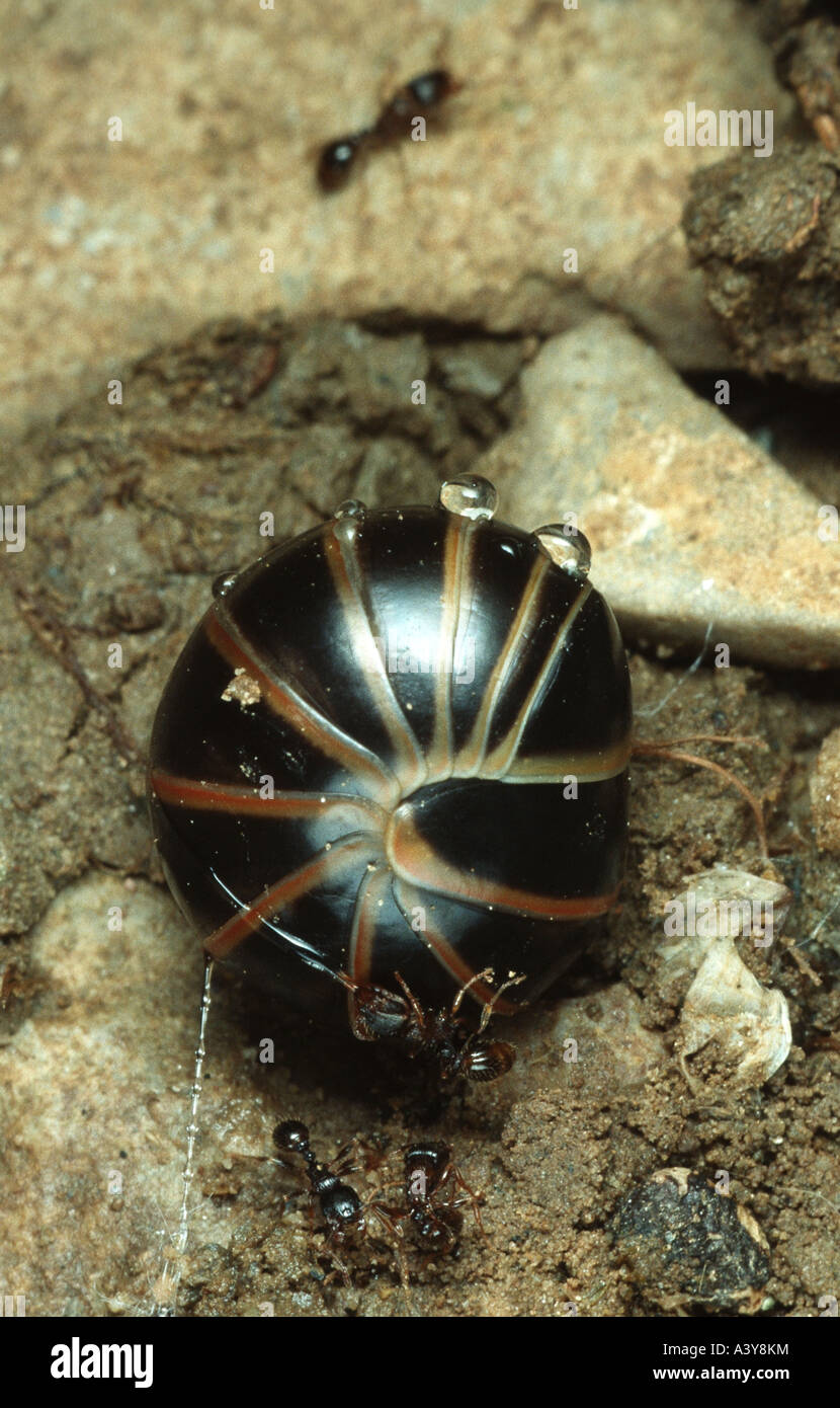 Thousand leggers hi-res stock photography and images - Alamy