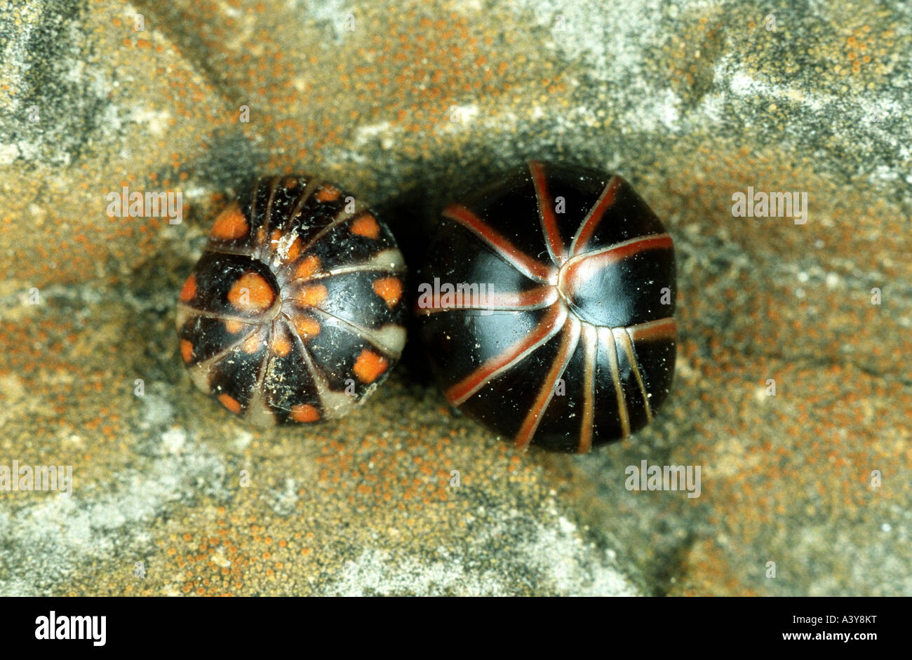 Thousand leggers hi-res stock photography and images - Alamy