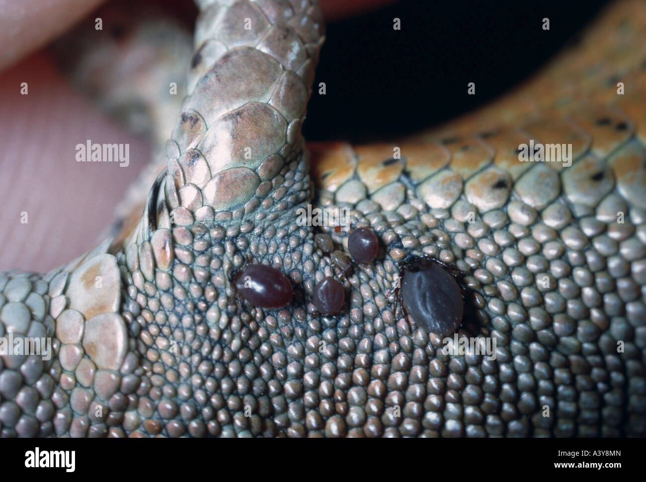 ticks (Ixodides), at a reptile Stock Photo - Alamy