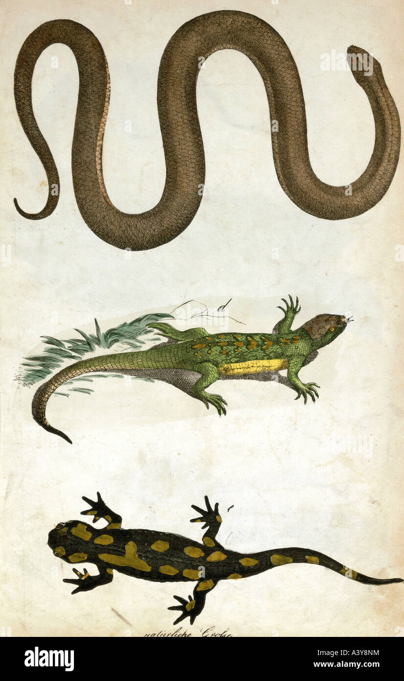 Worm salamanders hi-res stock photography and images - Alamy
