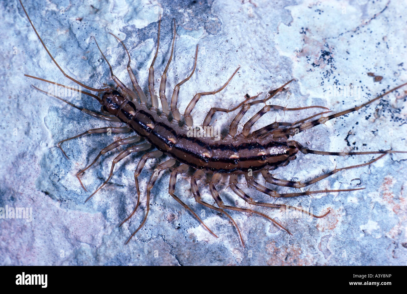 house centipede (Scutigera coleoptrata Stock Photo - Alamy