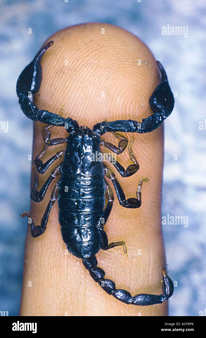 Italian scorpion (Euscorpius italicus), on a finger Stock Photo - Alamy