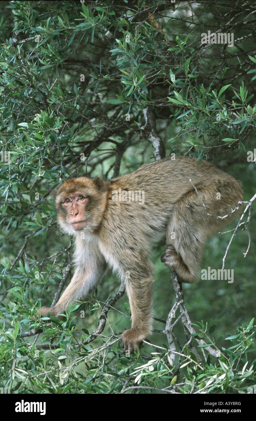 barbary ape, barbary macaque (Macaca sylvanus), animal in a tree, Spain ...