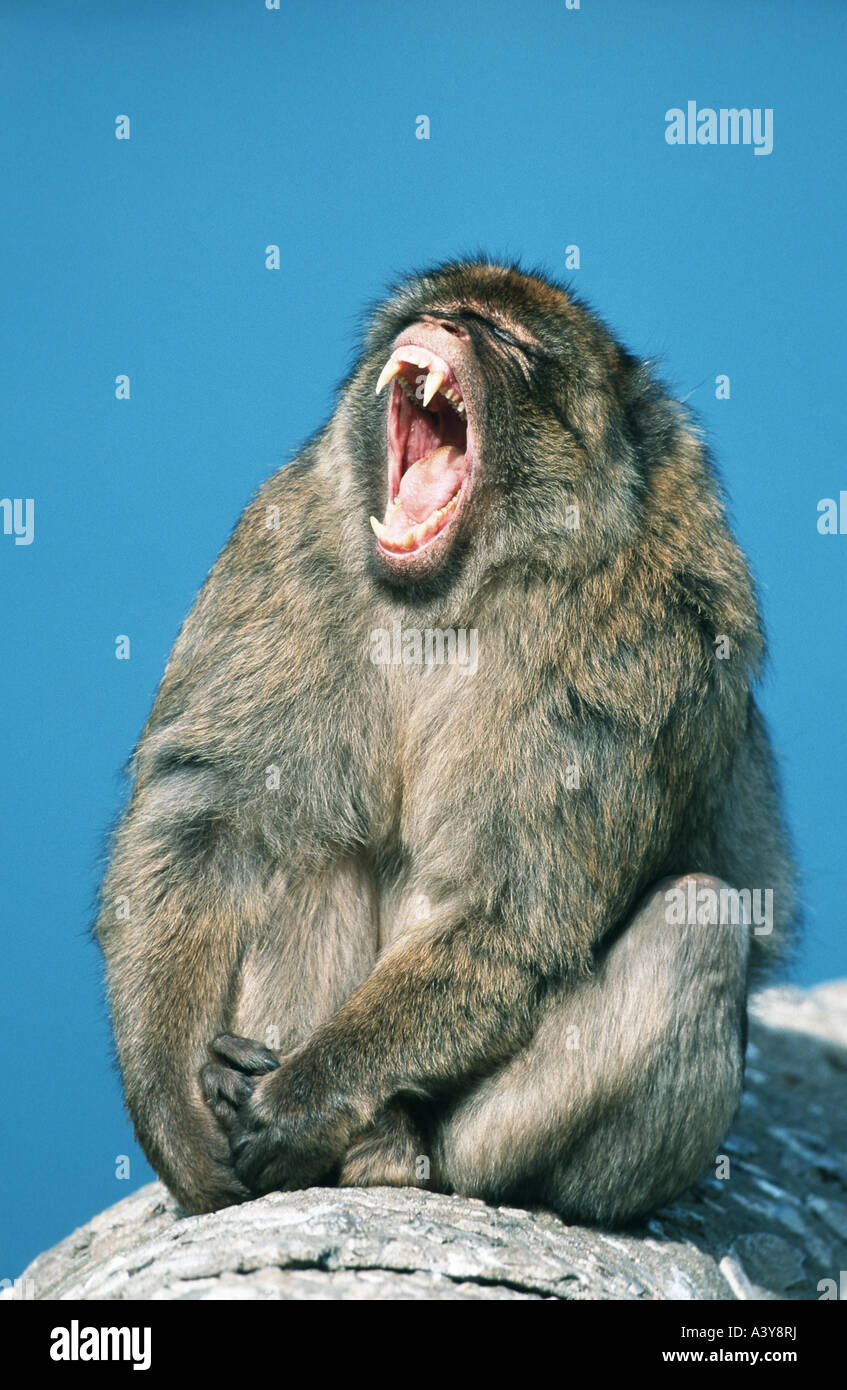Gibraltar ape teeth hi-res stock photography and images - Alamy