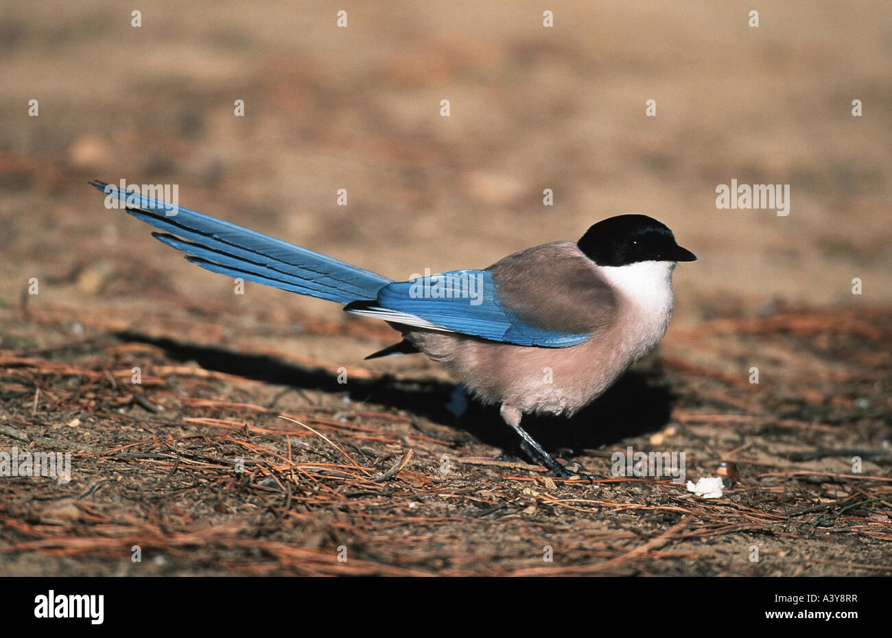 azure-winged magpie (Cyanopica cyana), Spain, Coto Donana NP Stock ...