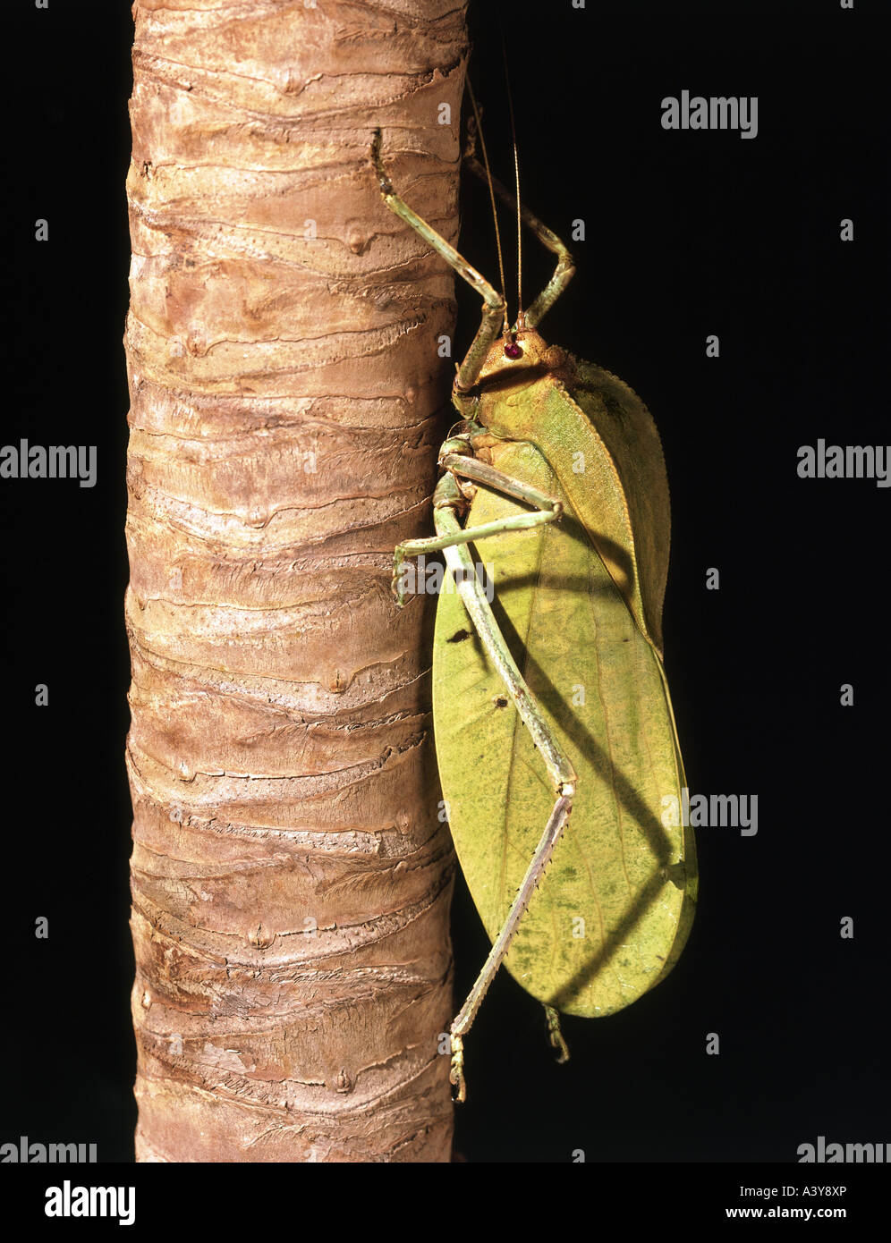 zoology / animals, insects, neoptera, orthoptera, pseudophyllus titan ...
