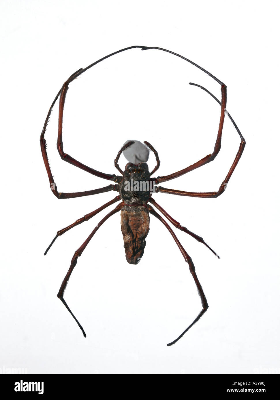 Solifugae Stock Photos & Solifugae Stock Images - Alamy