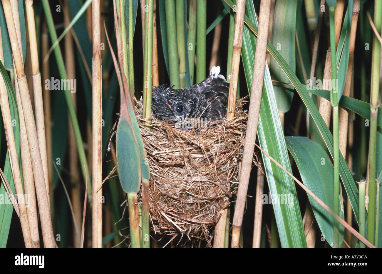 Eurasian cuckoo (Cuculus canorus), squeaker in the nest of an Eurasian ...