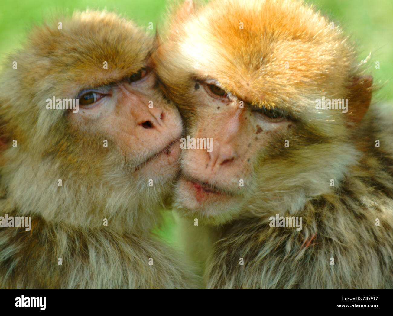 Intimate monkeys hi-res stock photography and images - Alamy
