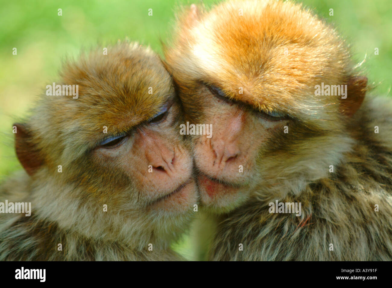 Intimate monkeys hi-res stock photography and images - Alamy