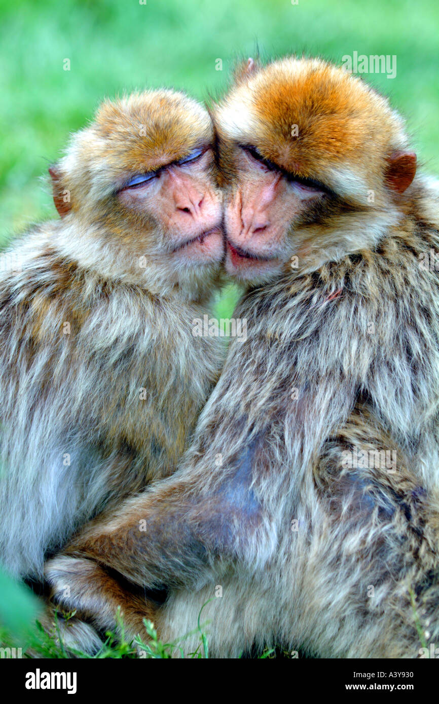 Intimate monkeys hi-res stock photography and images - Alamy