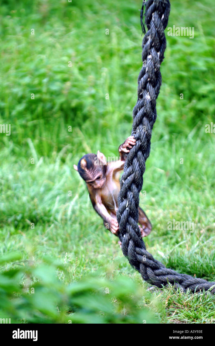 baby monkey rope Stock Photo - Alamy