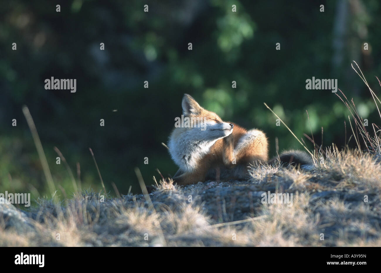 red fox (Vulpes vulpes), young scratching itself, Sweden, Abisko NP ...
