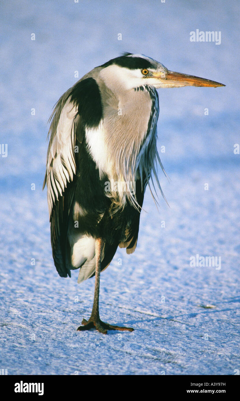 Grey heron standing on one leg hi-res stock photography and images - Alamy