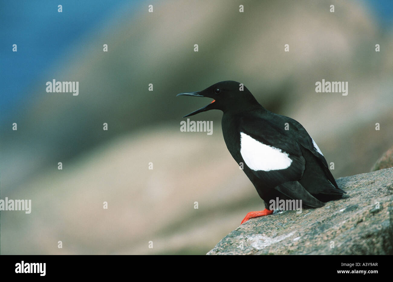 black guillemot (Cepphus grylle), yelling, Finland, Aland Stock Photo ...