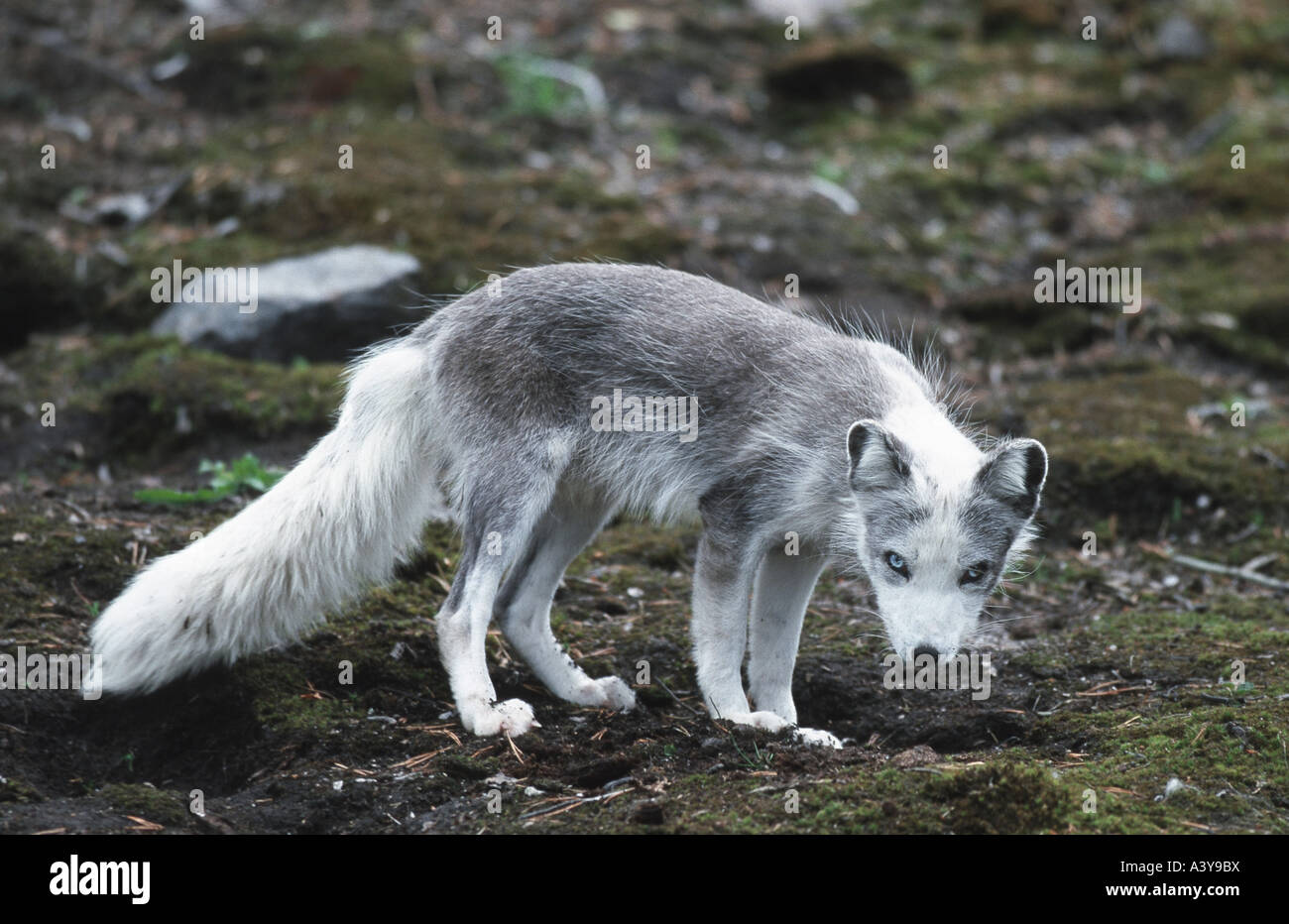 arctic fox (Alopex lagopus), Sweden, Jaervsoe Stock Photo - Alamy