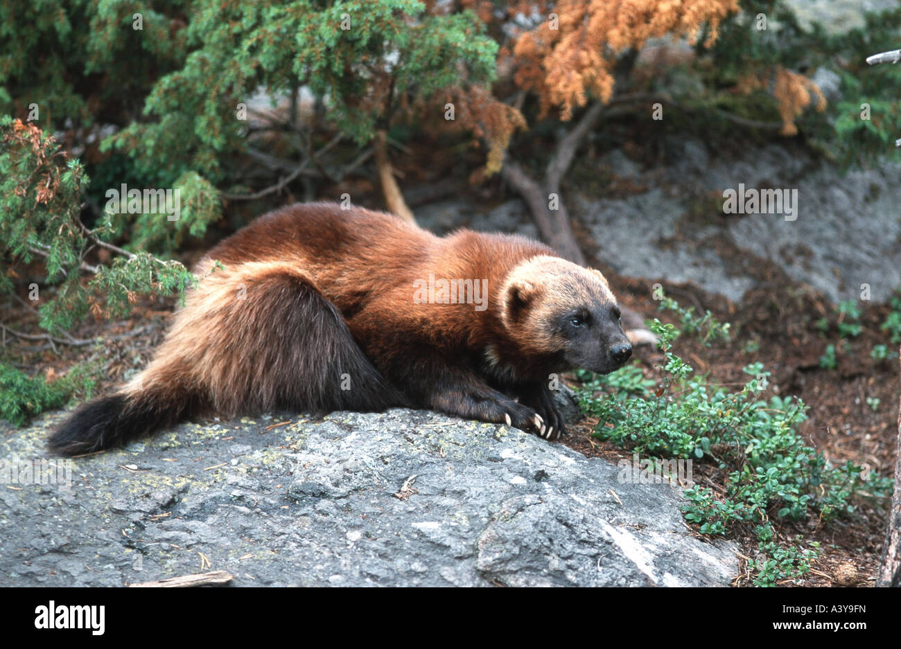 wolverine (Gulo gulo), sitting on a stone, Sweden, Jaervsoe Stock Photo ...