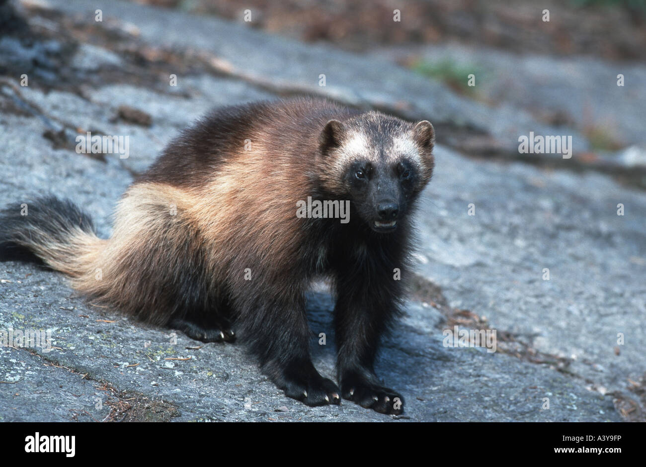 wolverine (Gulo gulo), sitting on a stone, Sweden, Jaervsoe Stock Photo ...