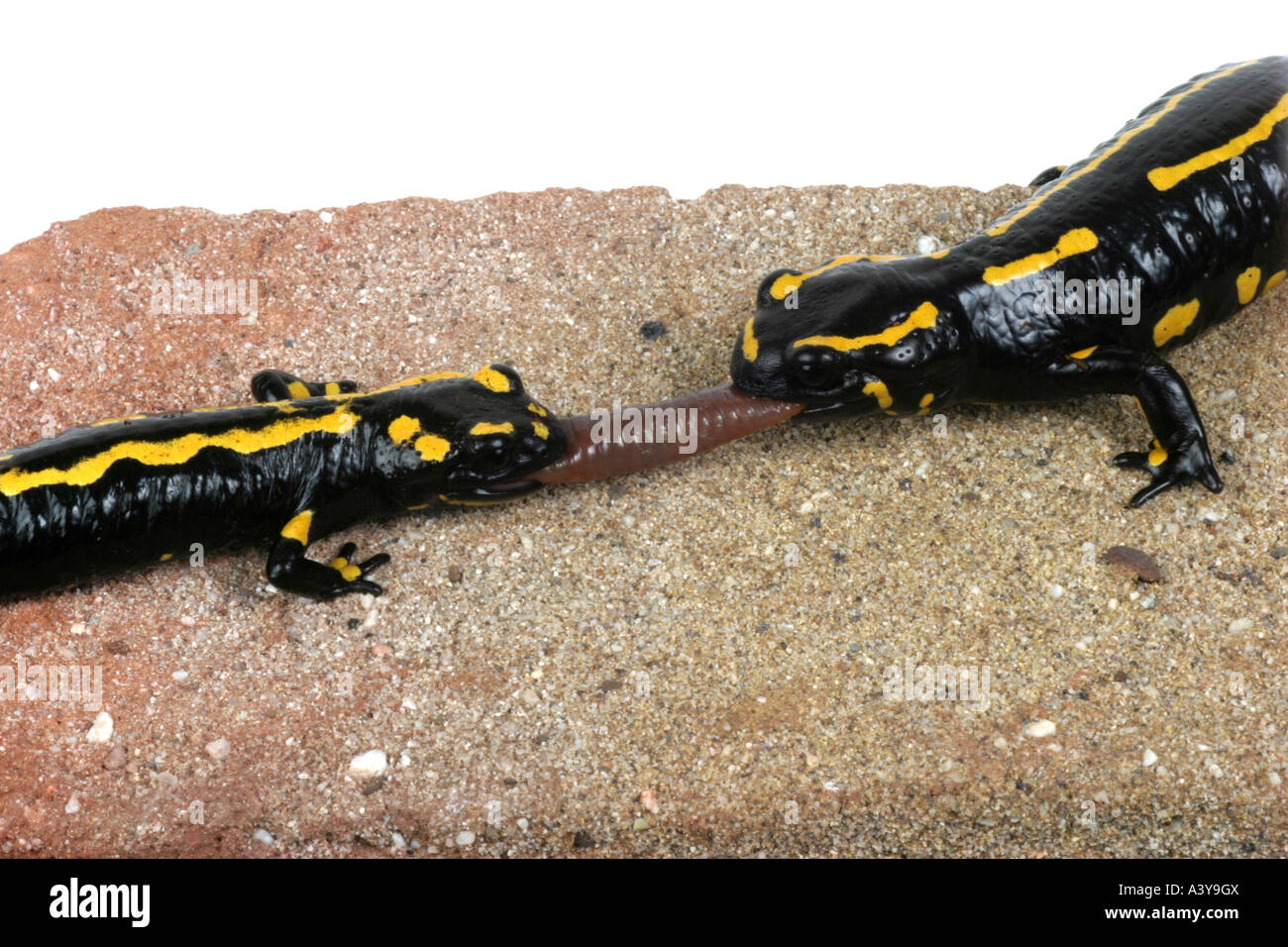 Salamandra salamandra eating High Resolution Stock Photography and ...