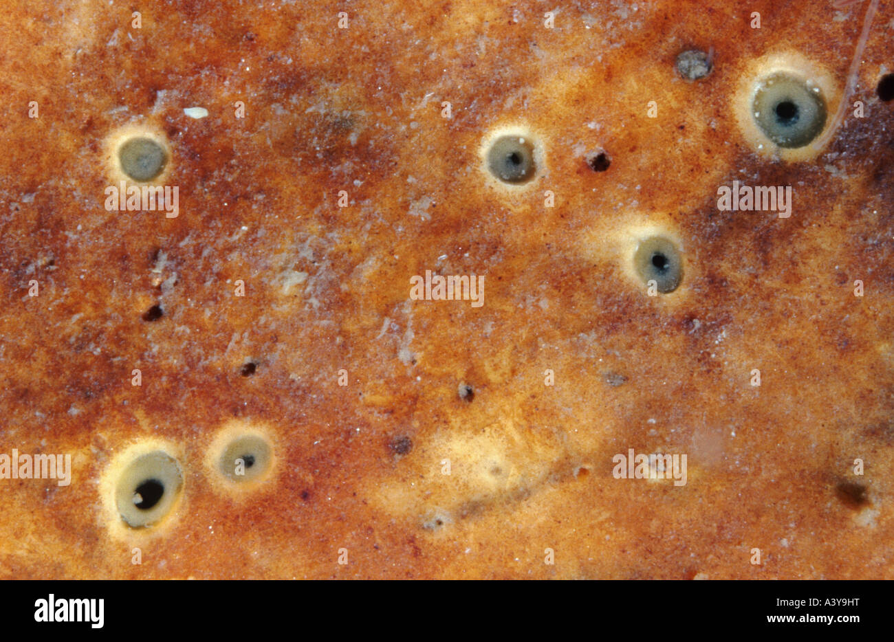 yellow boring sponge, sulfur sponge (Cliona celata Stock Photo - Alamy