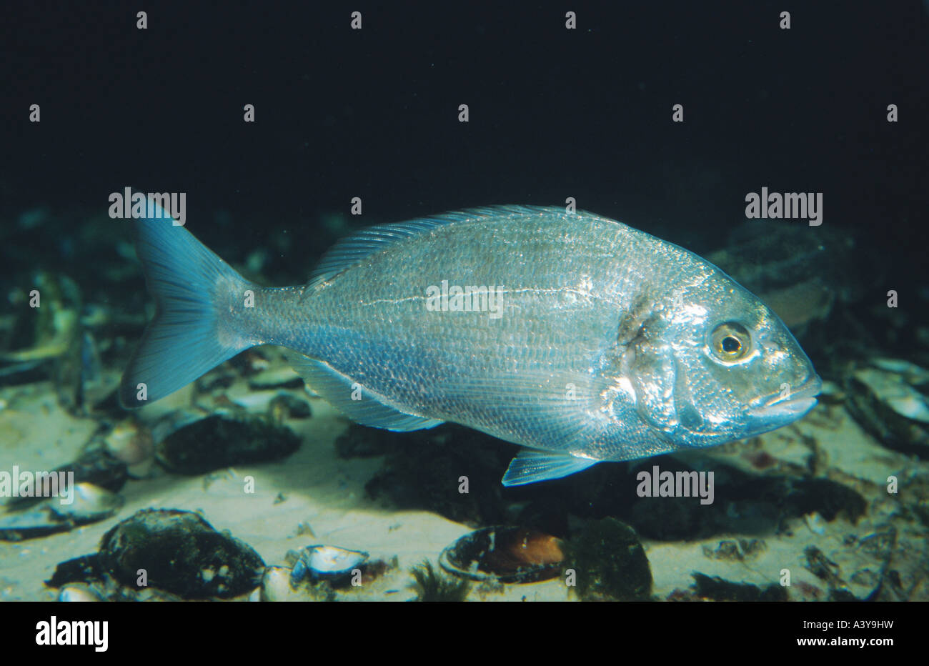 gilthead, gilthead seabream (Sparus auratus Stock Photo - Alamy