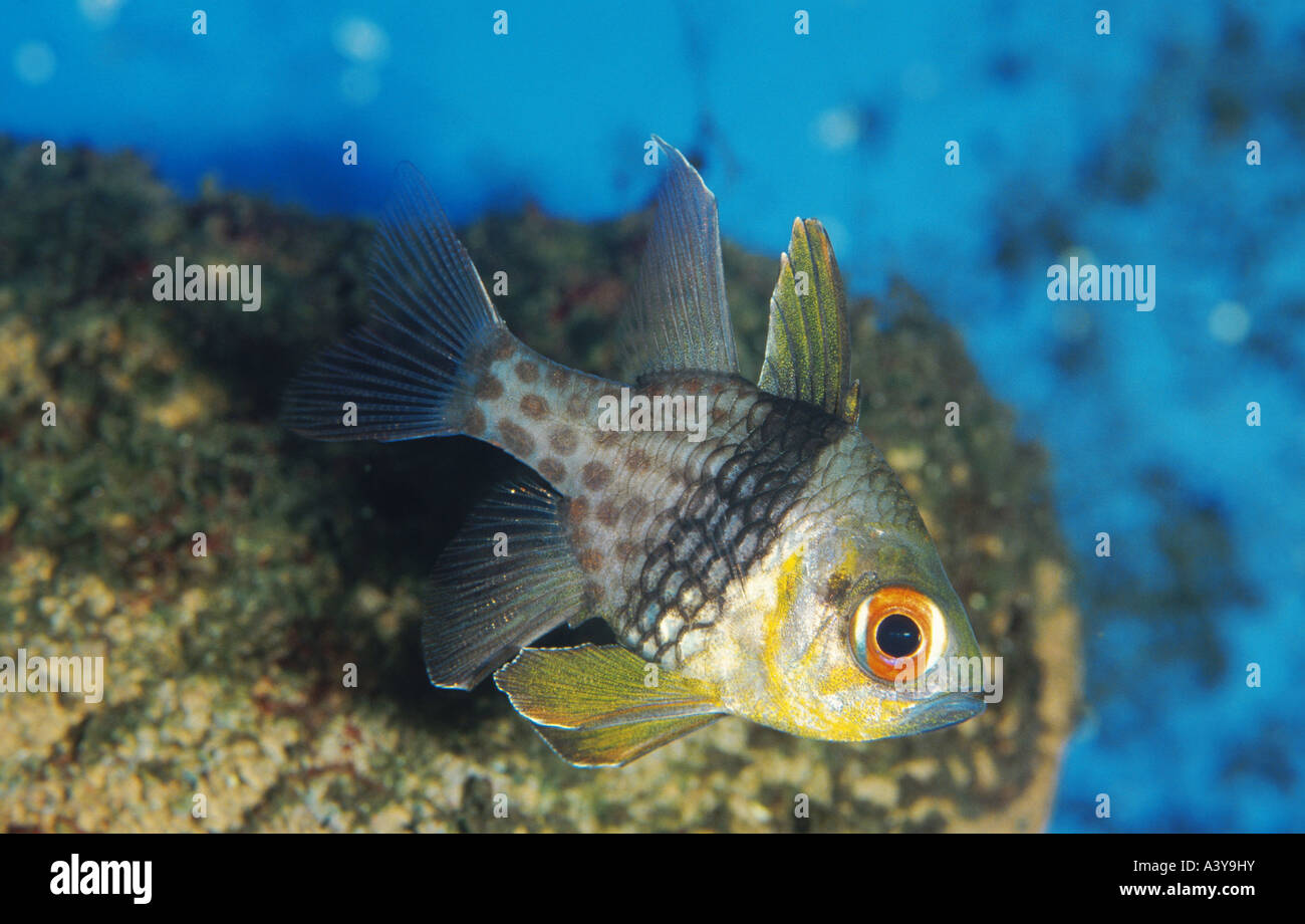orbiculate cardinalfish (Apogon orbicularis Stock Photo - Alamy