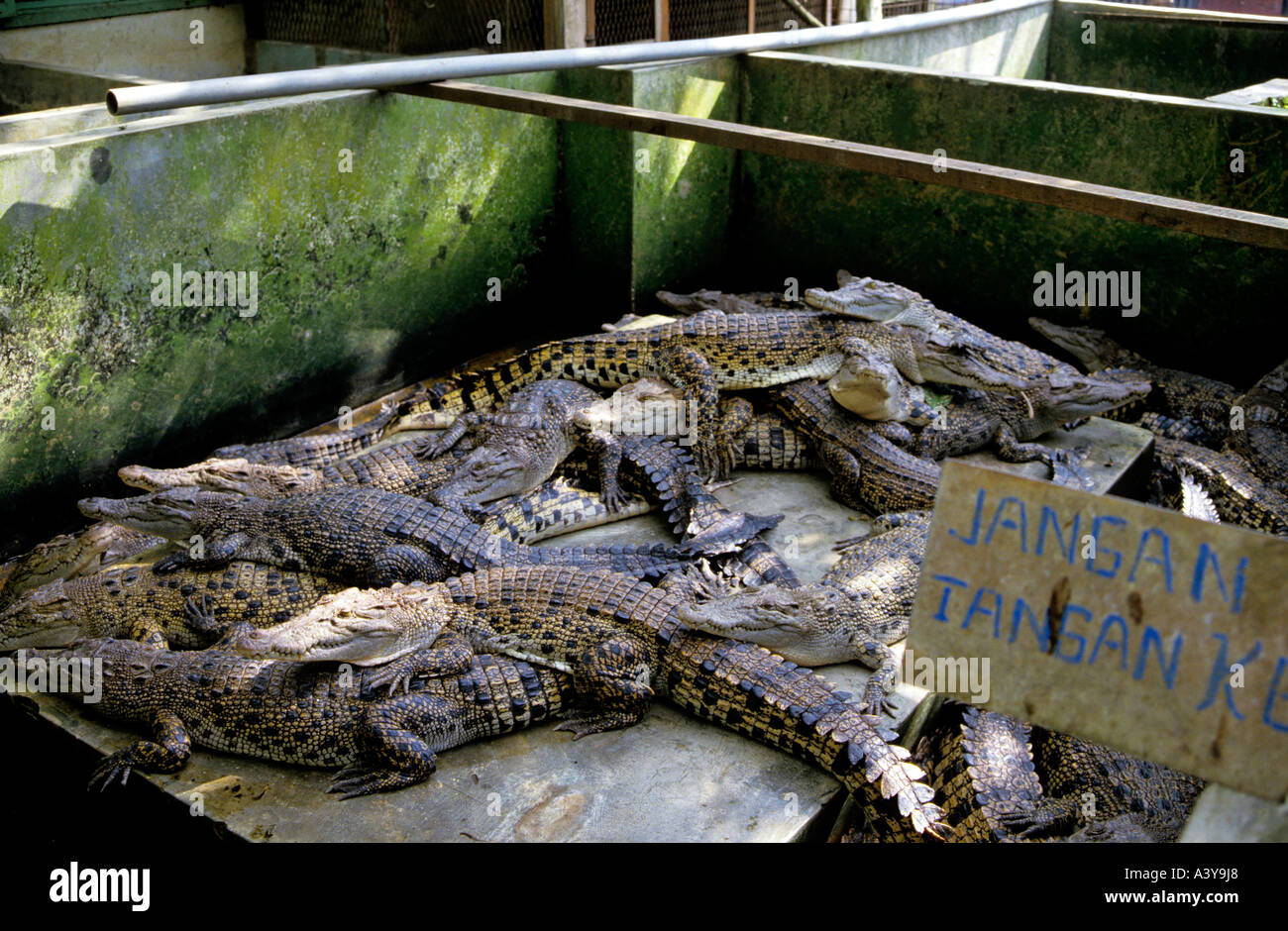 Wand crawler hi-res stock photography and images - Alamy