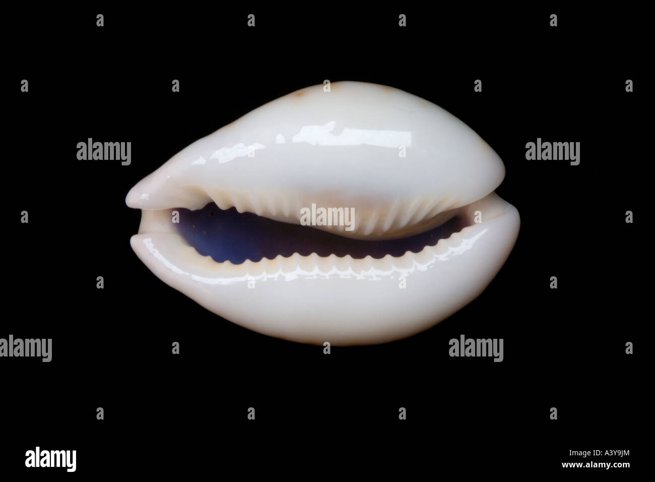 cowrie shell against black background Stock Photo - Alamy