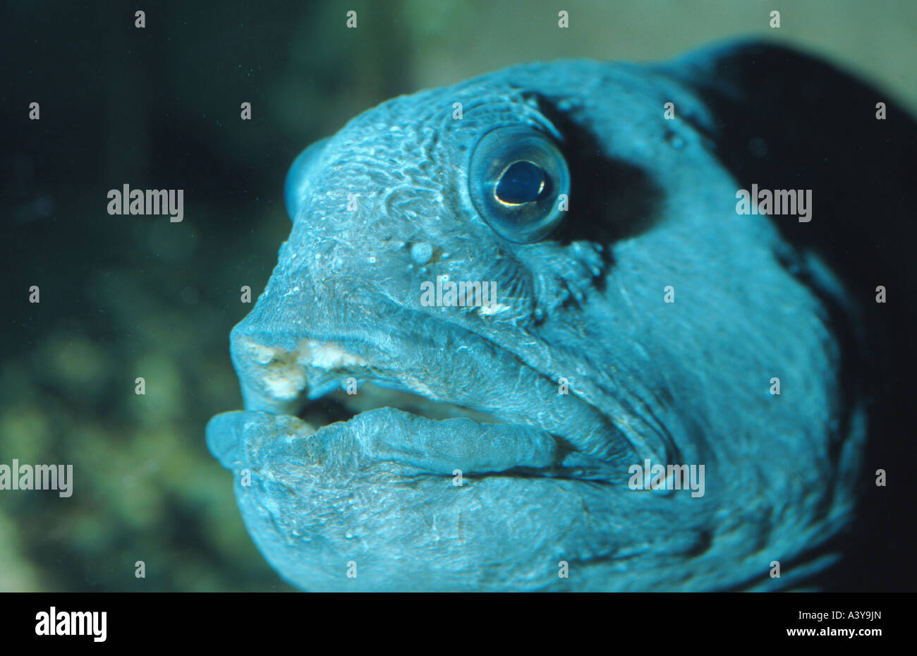 Atlantic wolffish, wolffish, cat fish, catfish (Anarhichas lupus Stock ...
