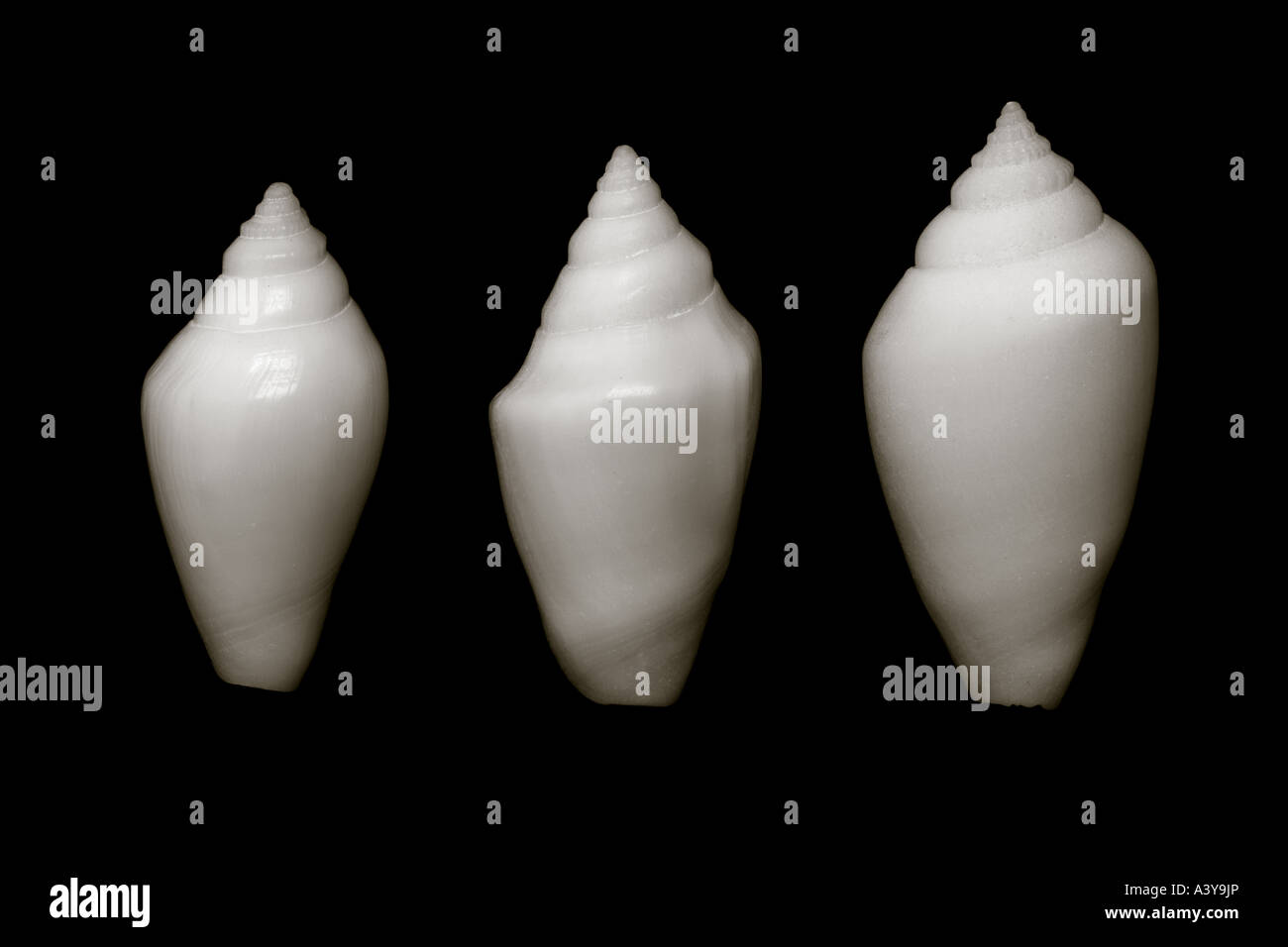Gastropod shells hi-res stock photography and images - Alamy