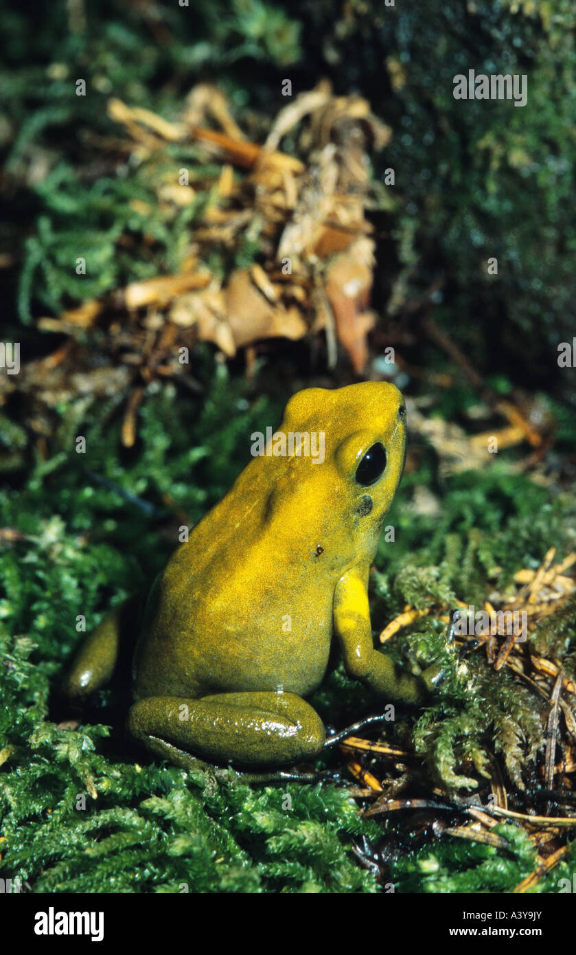golden poison frog (Phyllobates terribilis Stock Photo - Alamy