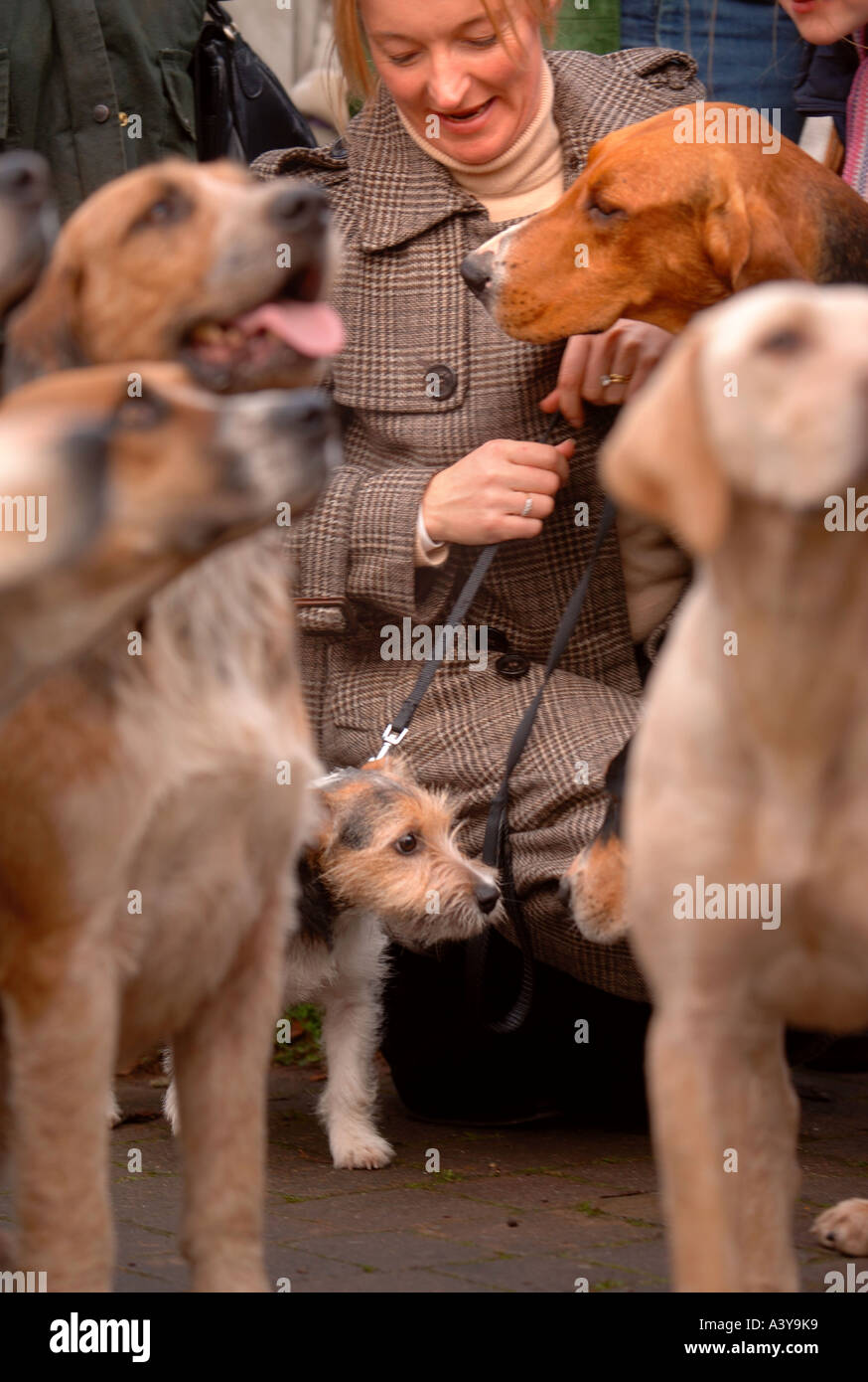 Hunt terrier hi-res stock photography and images - Alamy