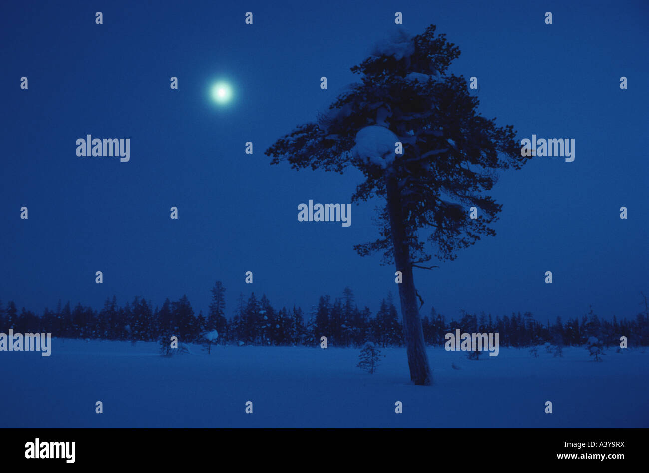 conifer at moonlight of polar night, Sweden, Lappland, Muddus NP Stock ...