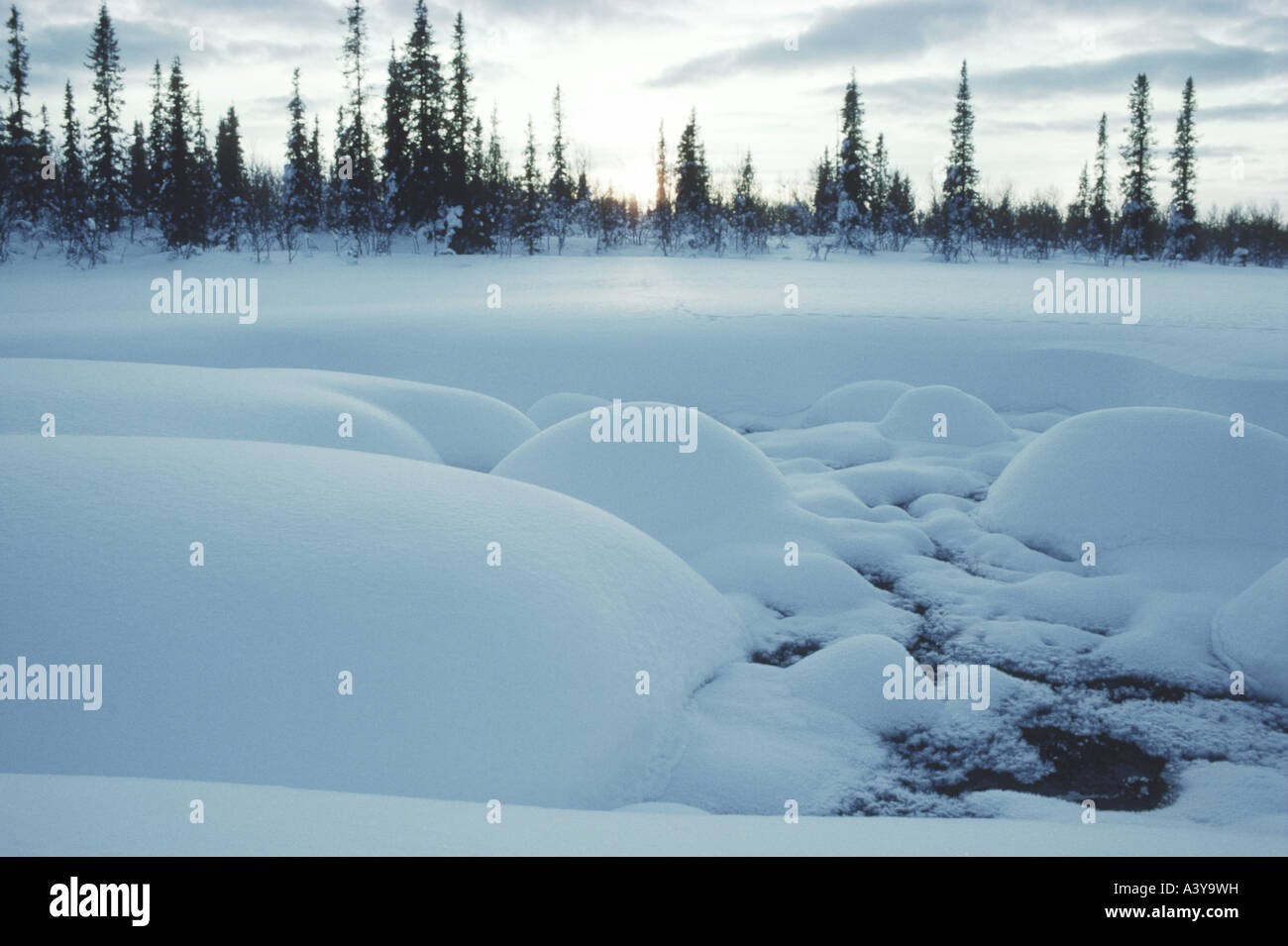 Taiga sweden snow hi-res stock photography and images - Alamy