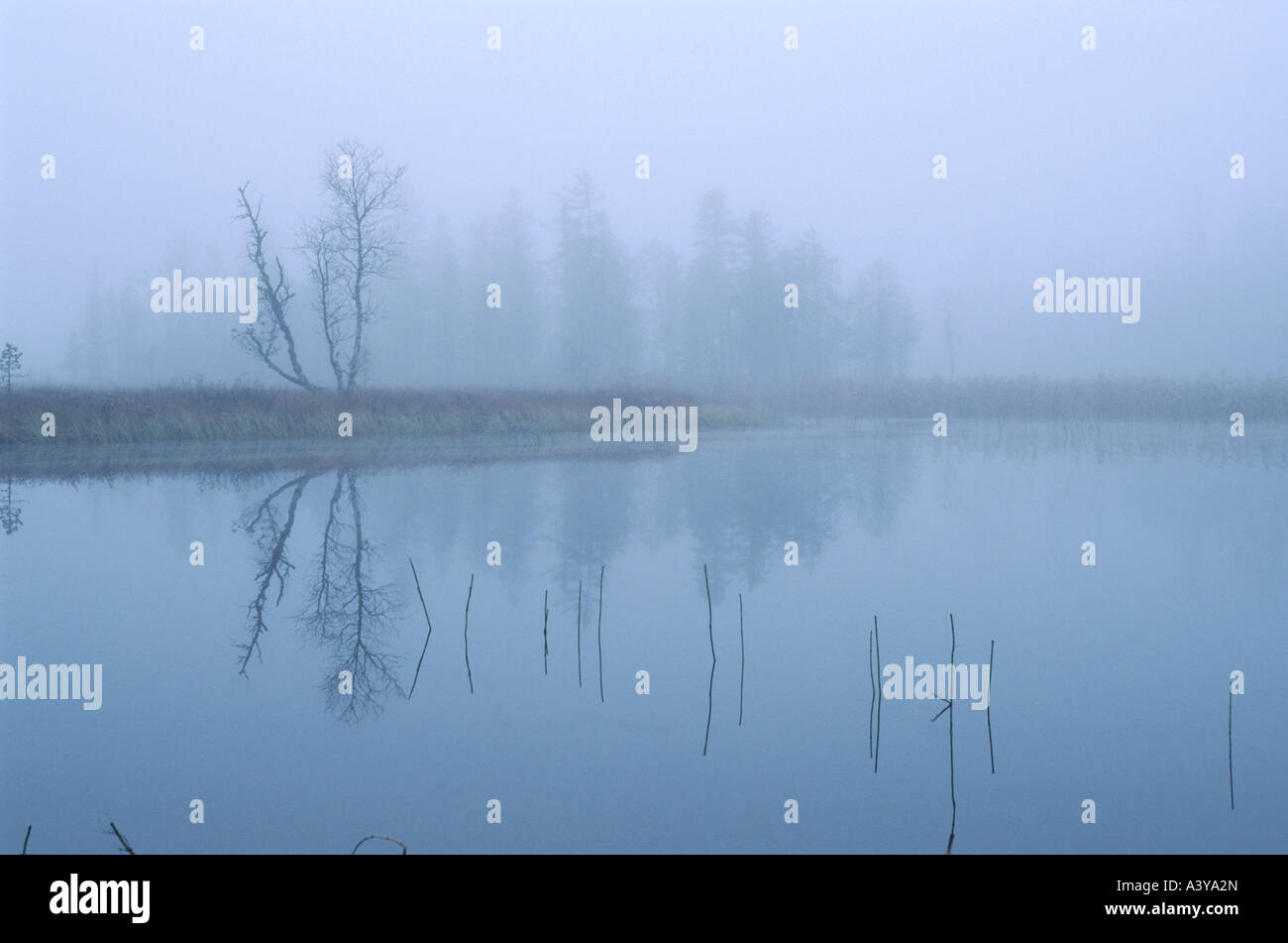 Swamp thing hi-res stock photography and images - Alamy