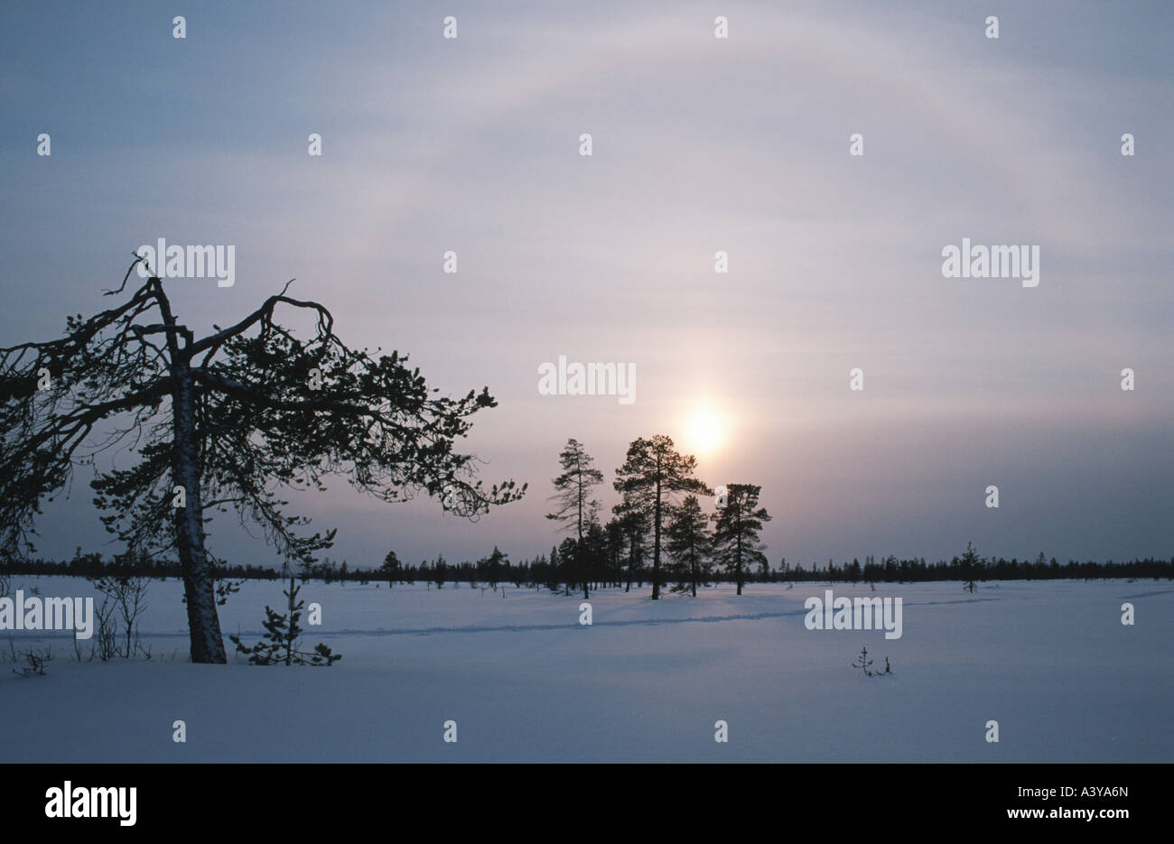 winter scenery with pines in lapland, Sweden, Lapland, Muddus NP Stock ...