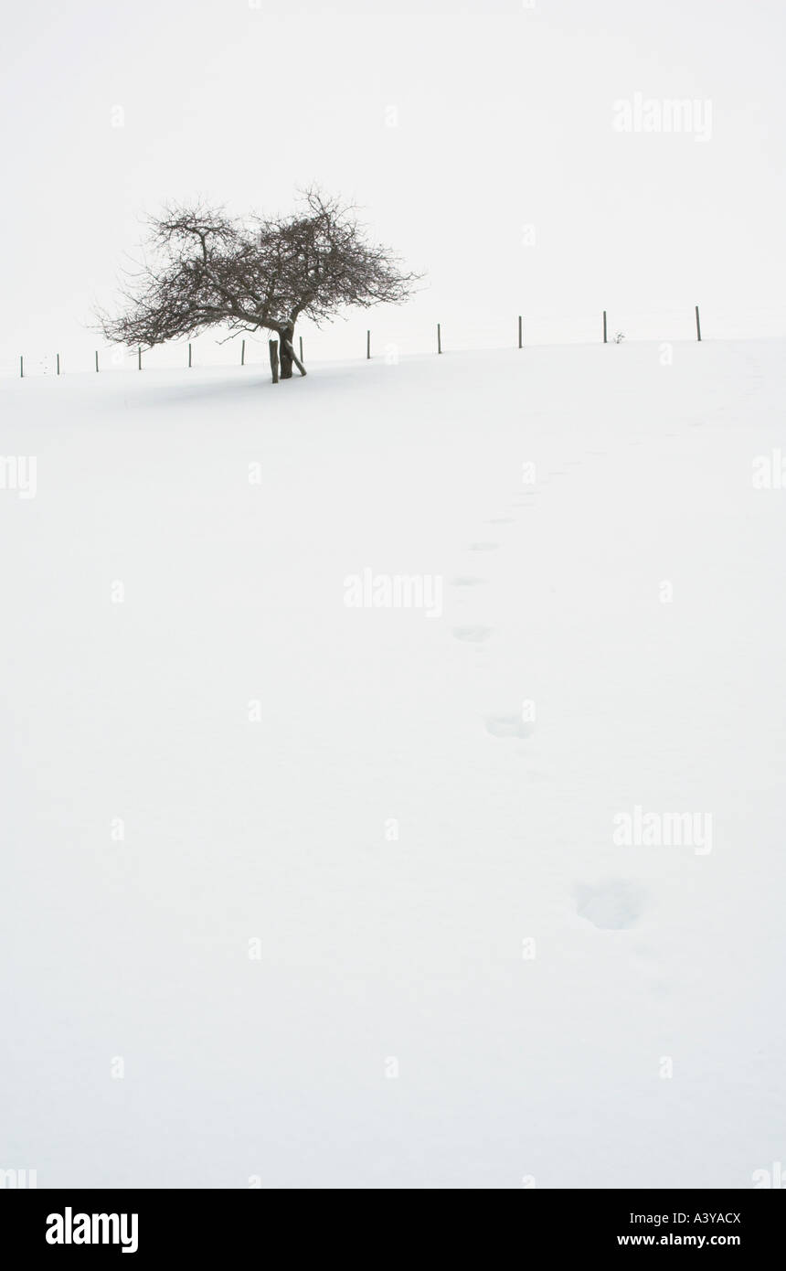Foot tracks in snowy landscape, Germany Stock Photo - Alamy