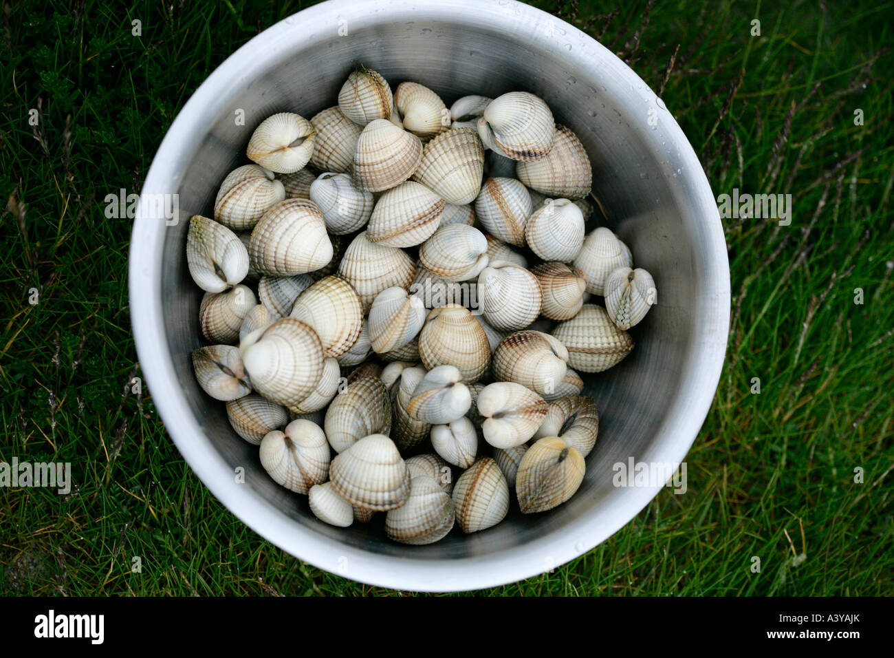 Bowl of cockles picked from beach on Isle of Barra, Hebrides, Scotland ...