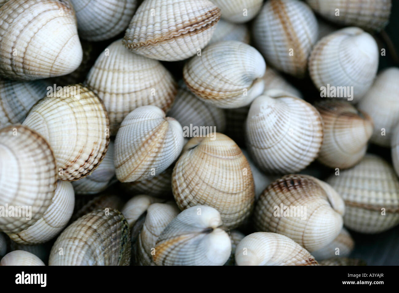 Bowl of cockles picked from beach on Isle of Barra, Hebrides, Scotland ...
